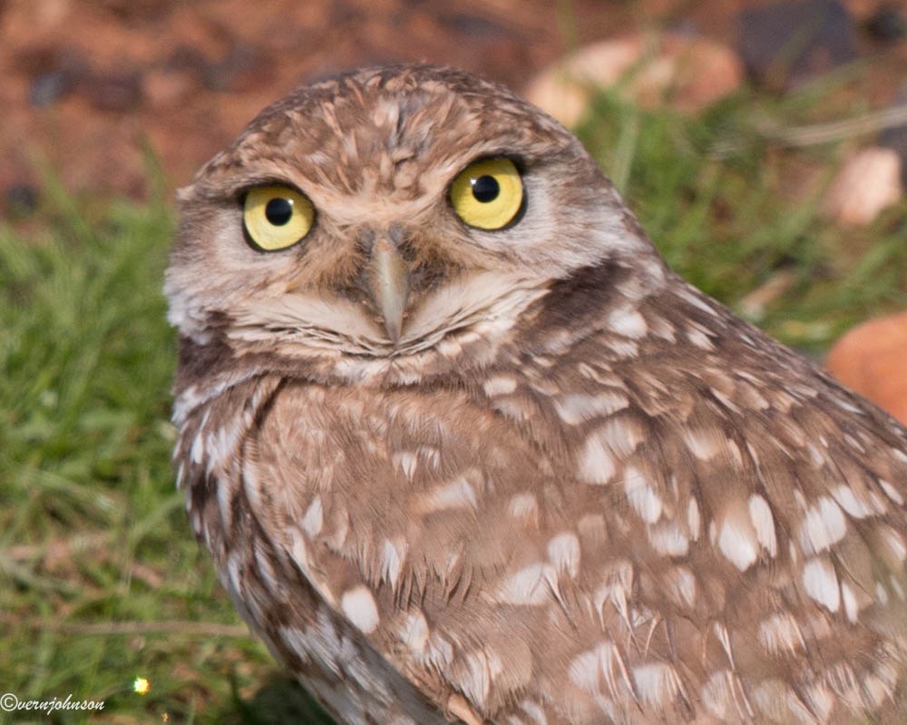 MVPGR Gallery | Merced Vernal Pools & Grassland Reserve