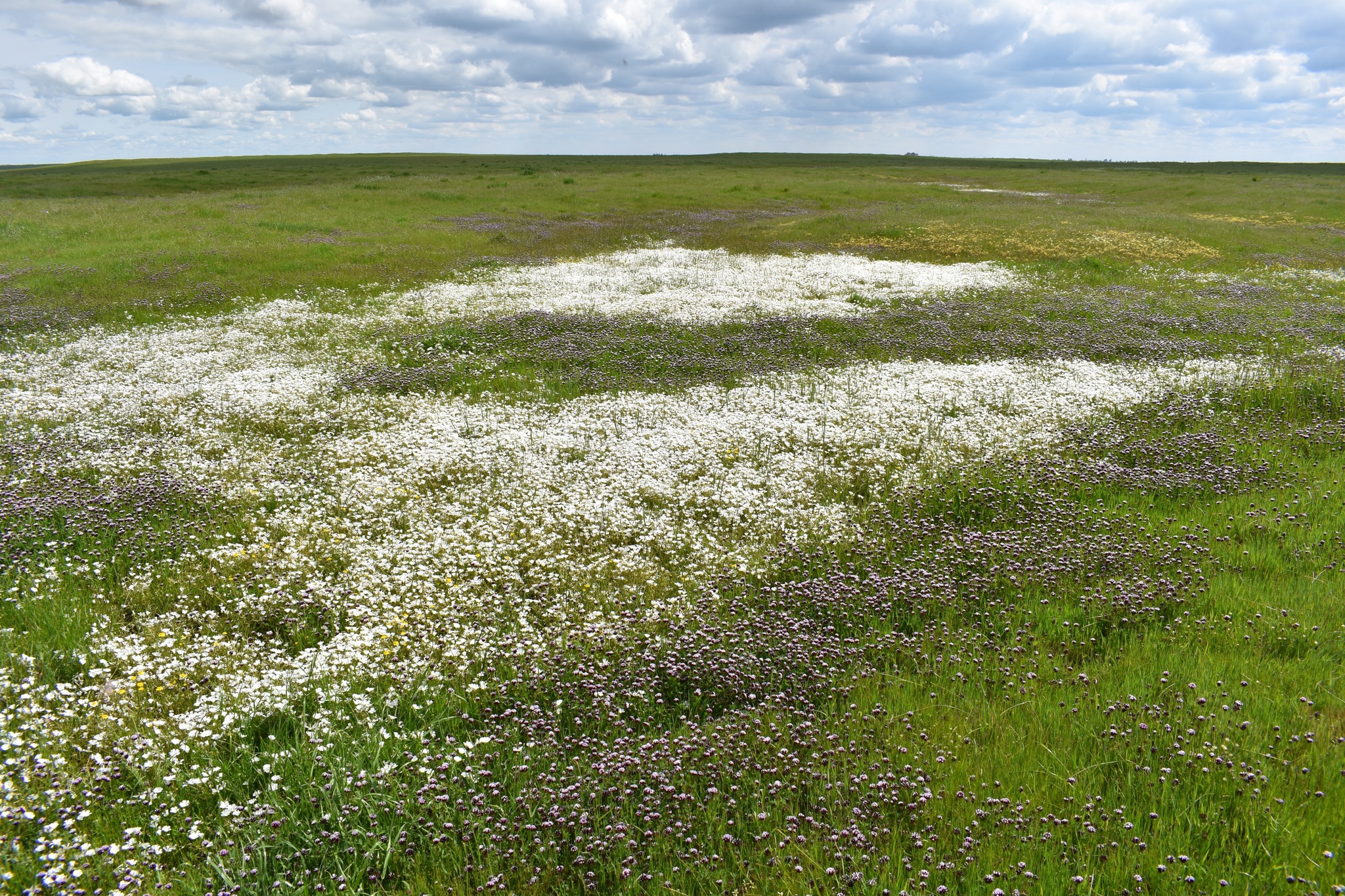 MVPGR Gallery | Merced Vernal Pools & Grassland Reserve