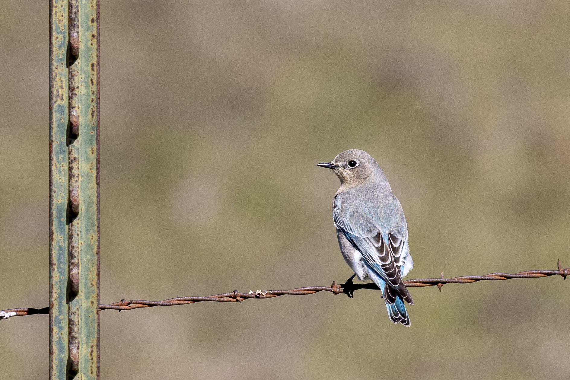 MVPGR Gallery | Merced Vernal Pools & Grassland Reserve