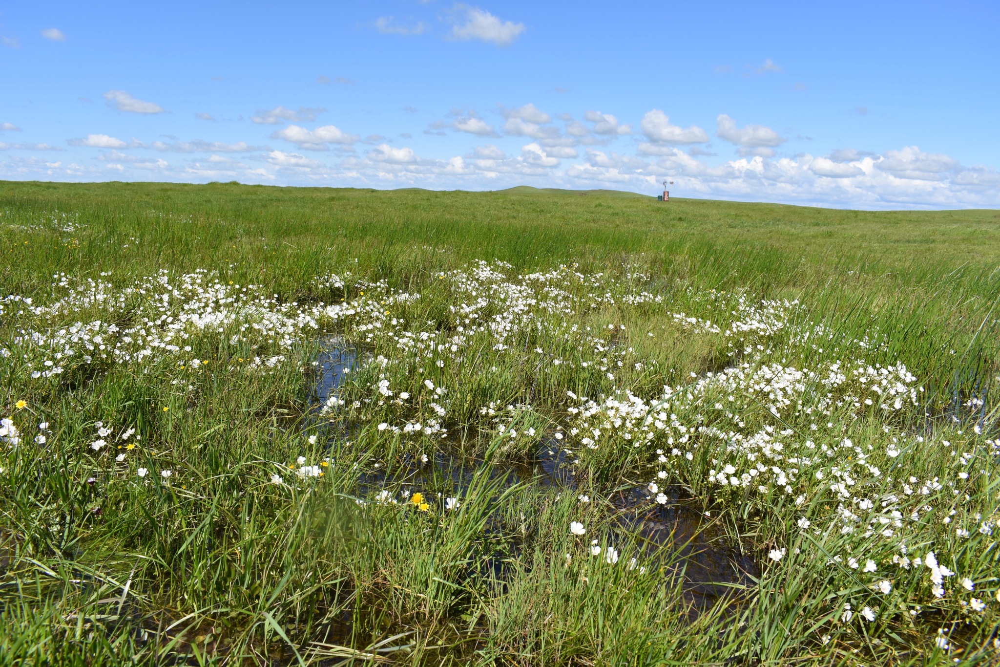 MVPGR Gallery | Merced Vernal Pools & Grassland Reserve