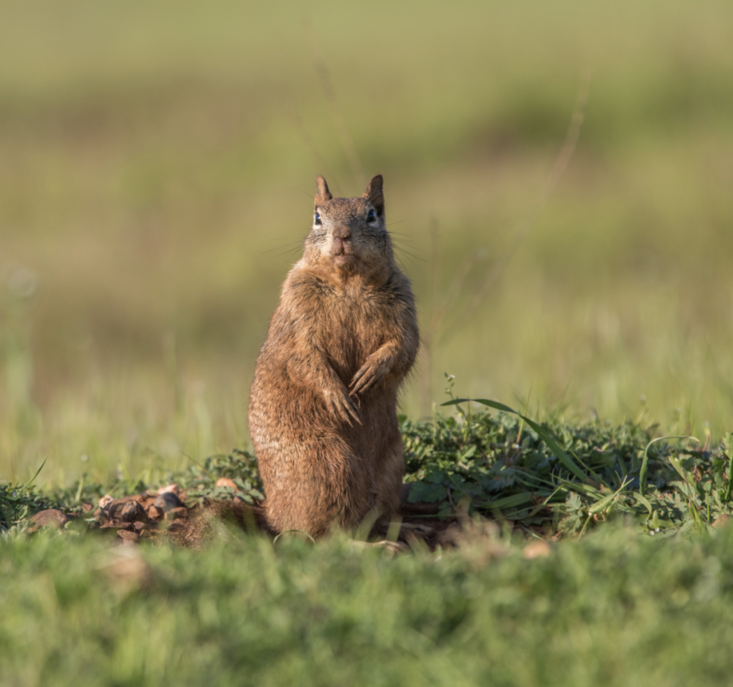 MVPGR Gallery | Merced Vernal Pools & Grassland Reserve