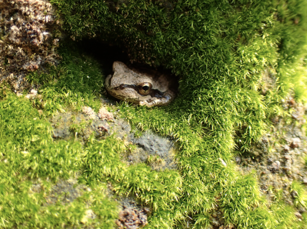 MVPGR Gallery | Merced Vernal Pools & Grassland Reserve