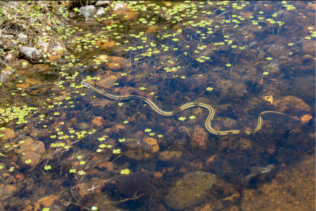 MVPGR Gallery | Merced Vernal Pools & Grassland Reserve